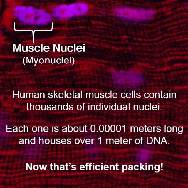 Our Photos | CSUF - Kinesiology